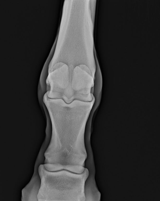 Horse Fetlock Bone Chip at Thelma Guerrero blog